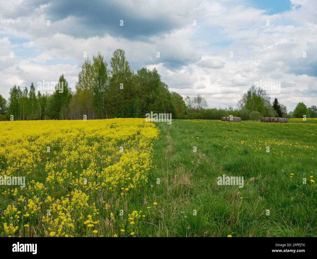 spring summer fields in countryside with forest in background. green ...