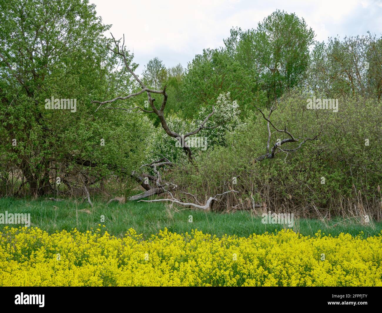 spring summer fields in countryside with forest in background. green ...