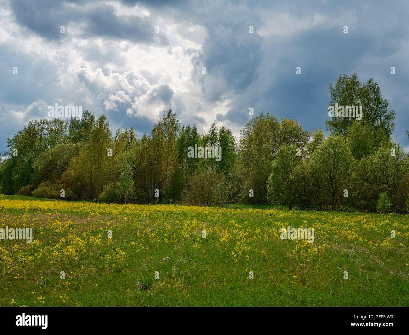 spring summer fields in countryside with forest in background. green ...