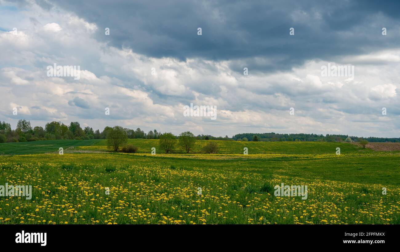 spring summer fields in countryside with forest in background. green ...