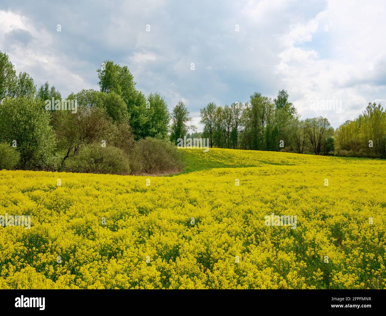 spring summer fields in countryside with forest in background. green ...