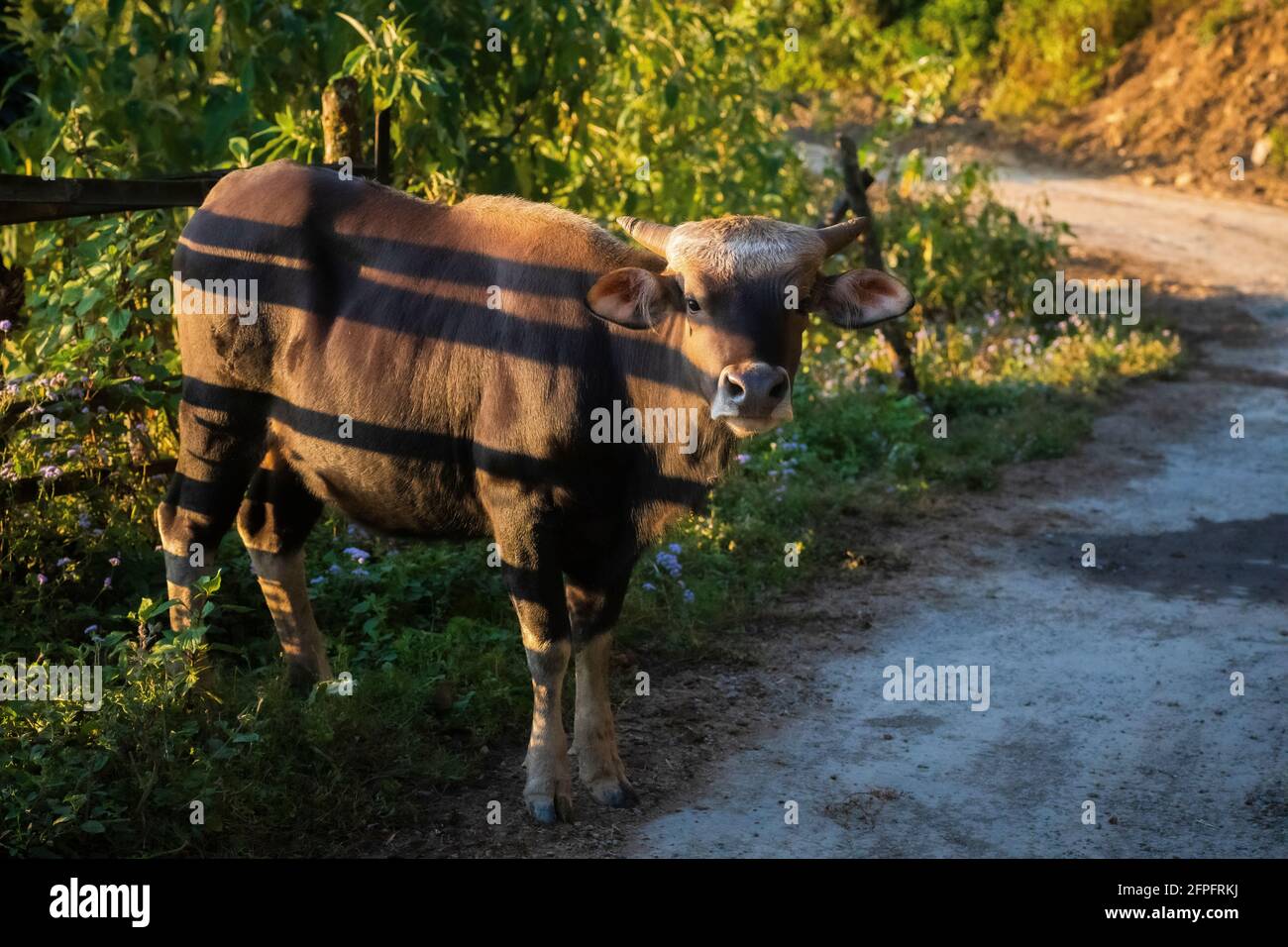 Mithun, Bos frontalis, State Animal of Nagaland, Satakha, Nagaland ...