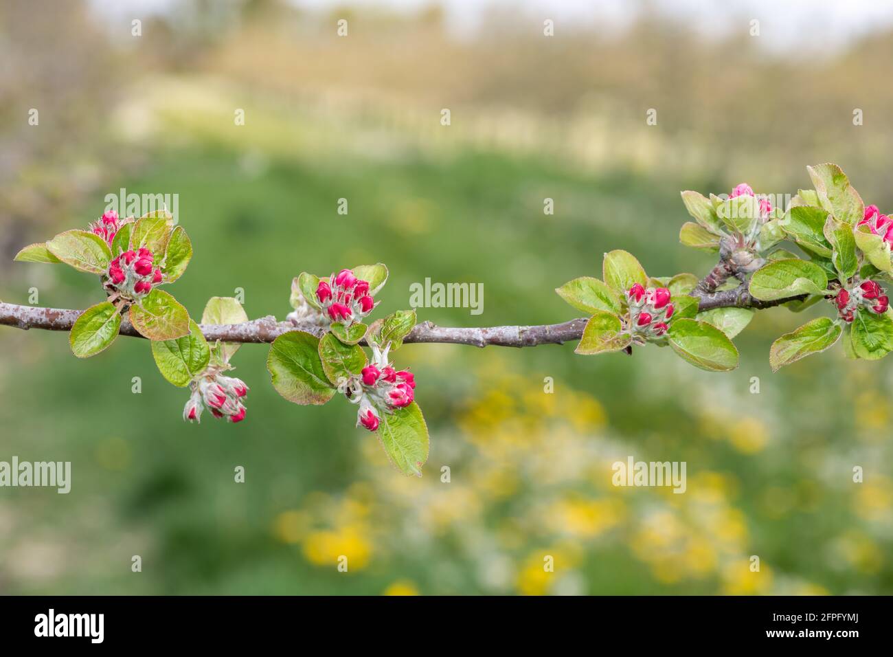 Close up of an apple branch at the pink bud growth stage Stock Photo ...