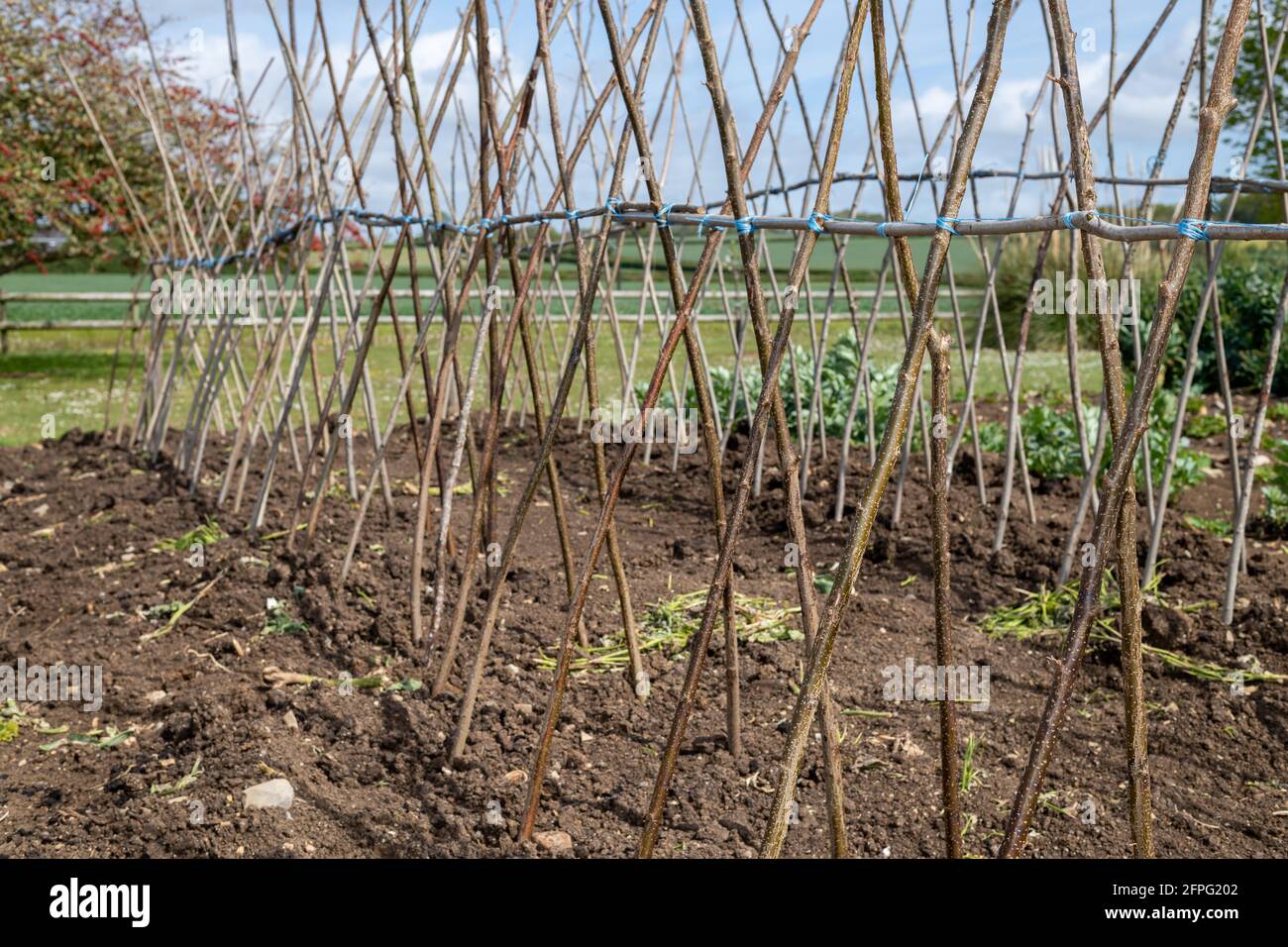 Home made supporting frame ready to support runner beans Stock Photo ...