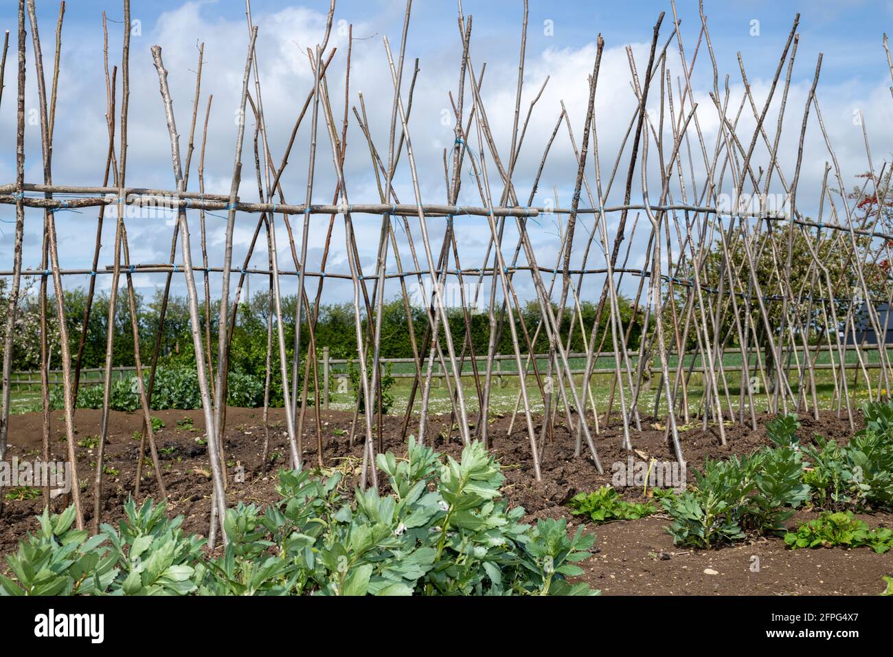 Home made supporting frame ready to support runner beans Stock Photo ...