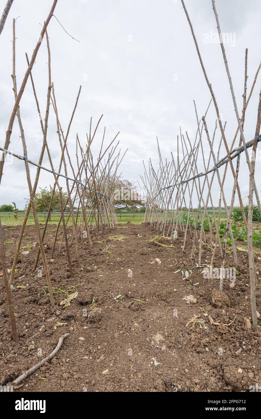 Home made supporting frame ready to support runner beans Stock Photo ...