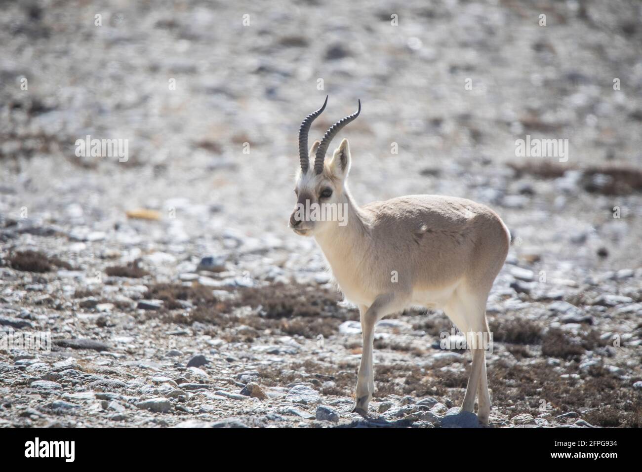 Tibetan Gazelle, Procapra picticaudata, Gurudonmar, Sikkim, India Stock ...