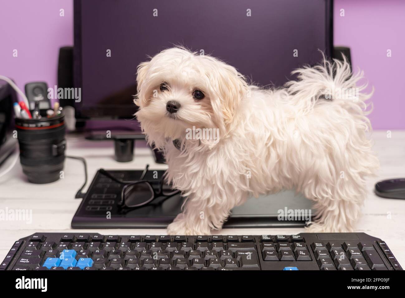Close-up shot of white, cute puppy standing on a computer desk Stock ...