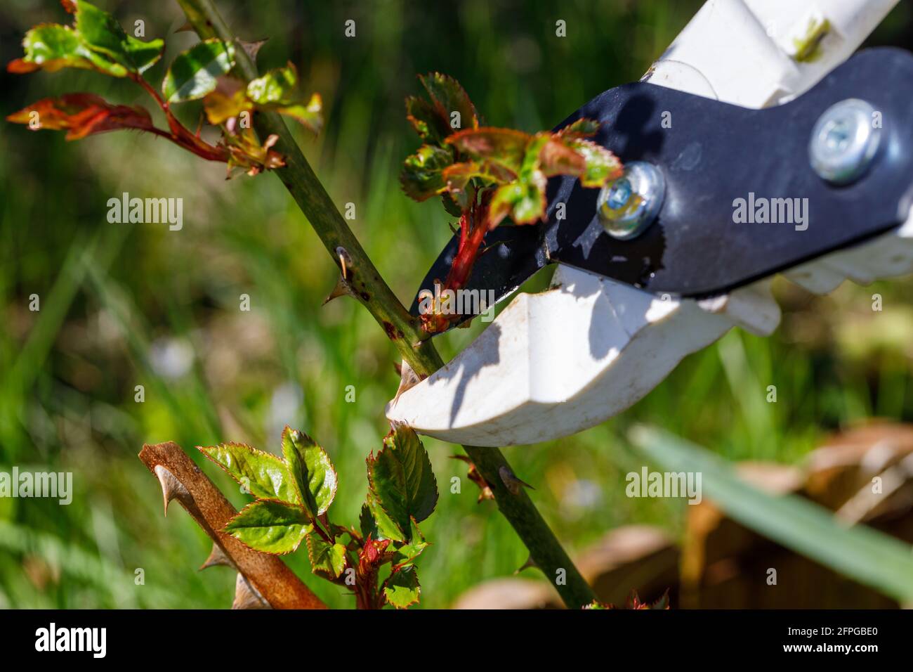 pruning pruning rose shoots in spring, concept of work in the garden ...