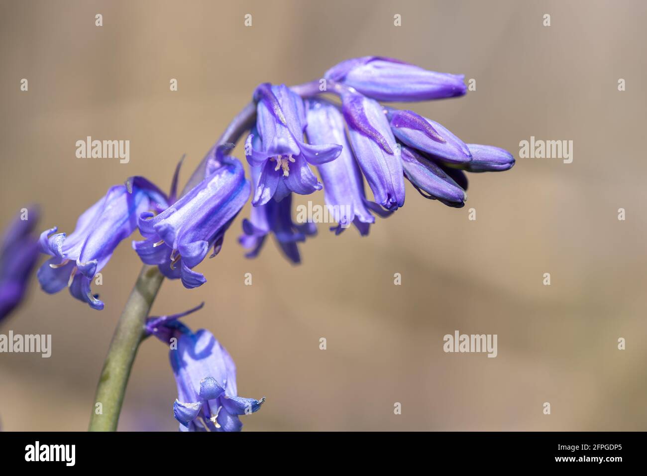 Close up of a common bluebell (hyacinthoides non scripta) flower in ...