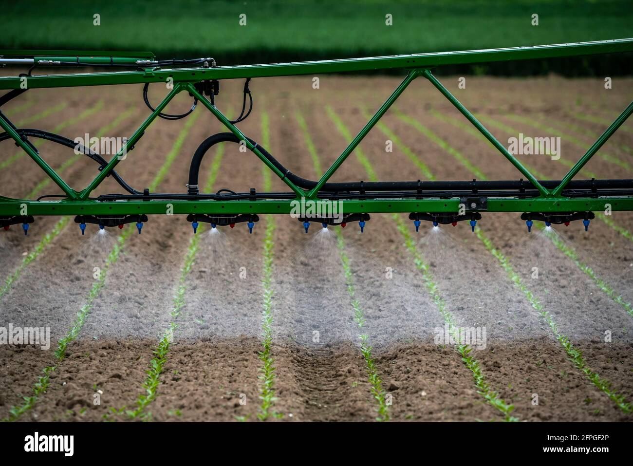 Agriculture, pesticide is sprayed on a field, sugar beet seedlings, NRW ...