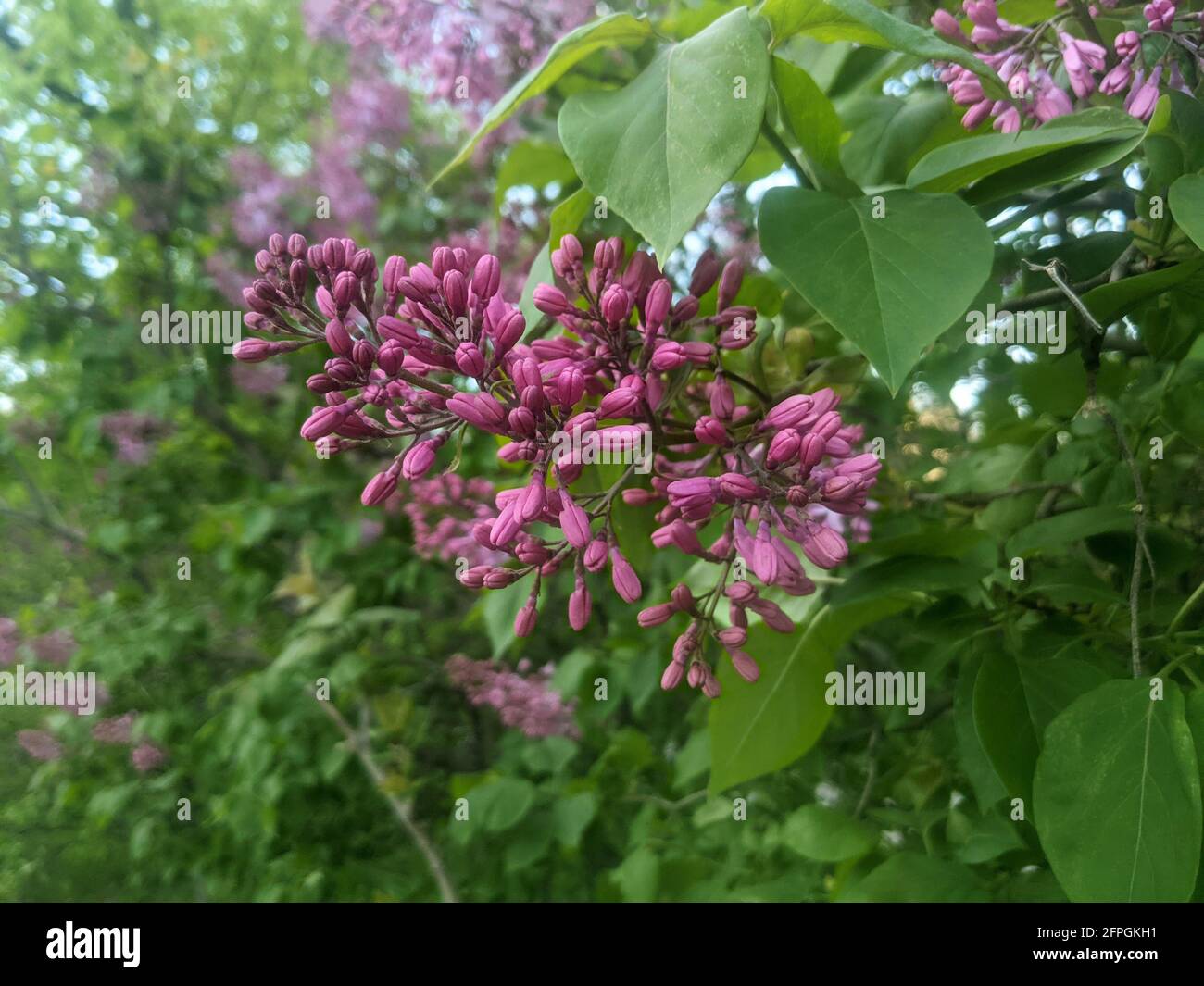 Closeup lilac inflorescence syringa vulgaris hi-res stock photography ...