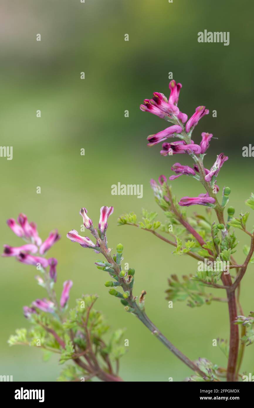 Common fumitory weed hi-res stock photography and images - Alamy
