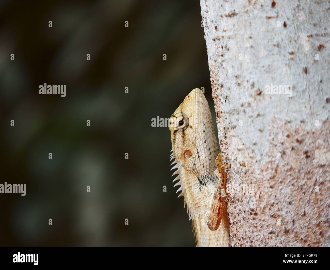 Crawling tree crawler hi-res stock photography and images - Alamy