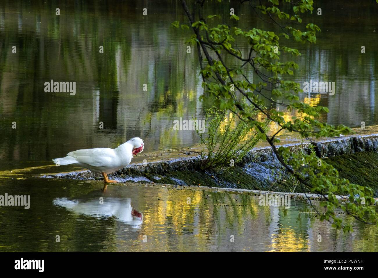 Muscovy Duck at the Edge of Dem On River. Shot at Source of Vipava ...