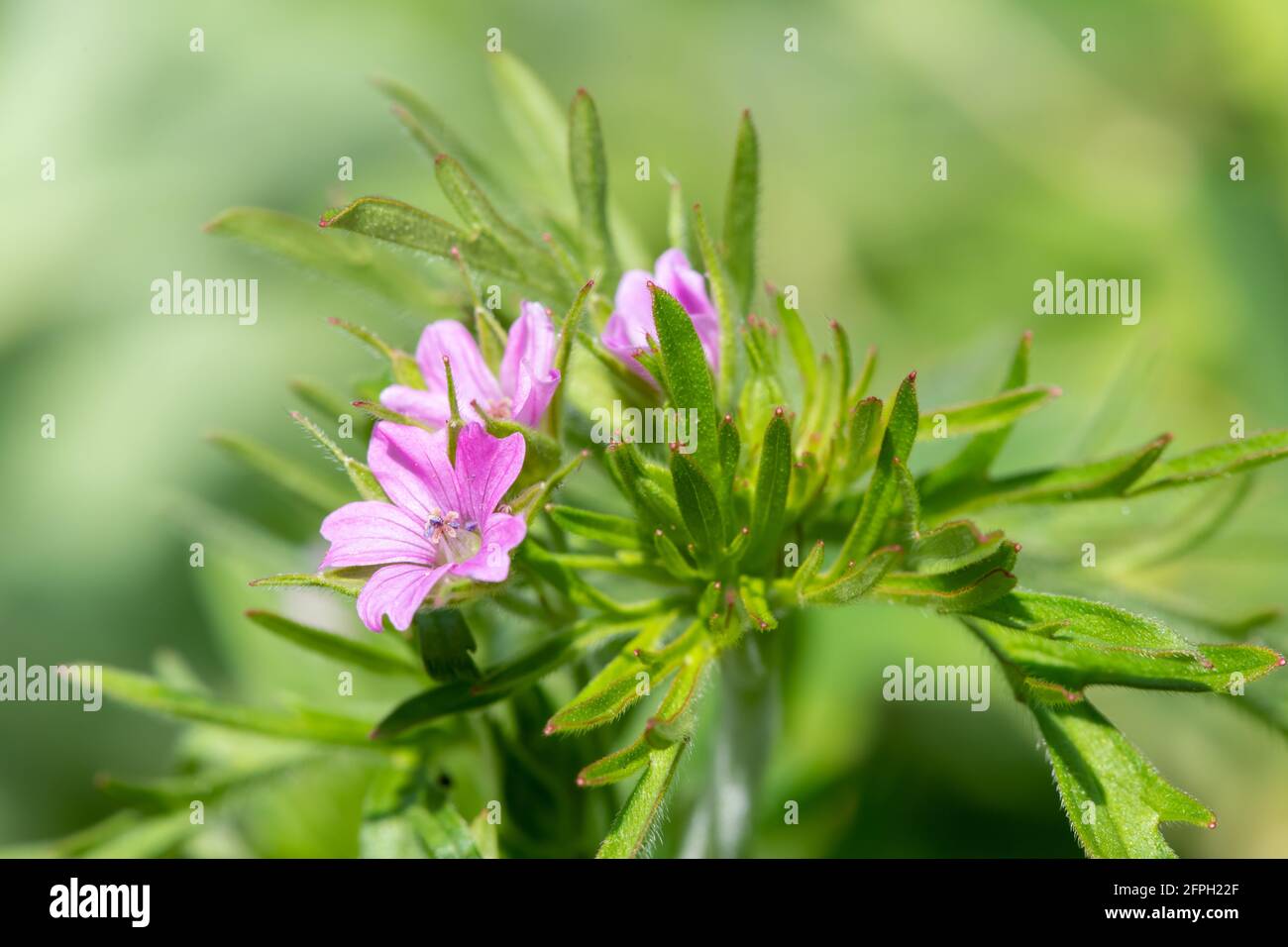 Macro shot of long stalked geranium (geranium columbinum) flowers in ...