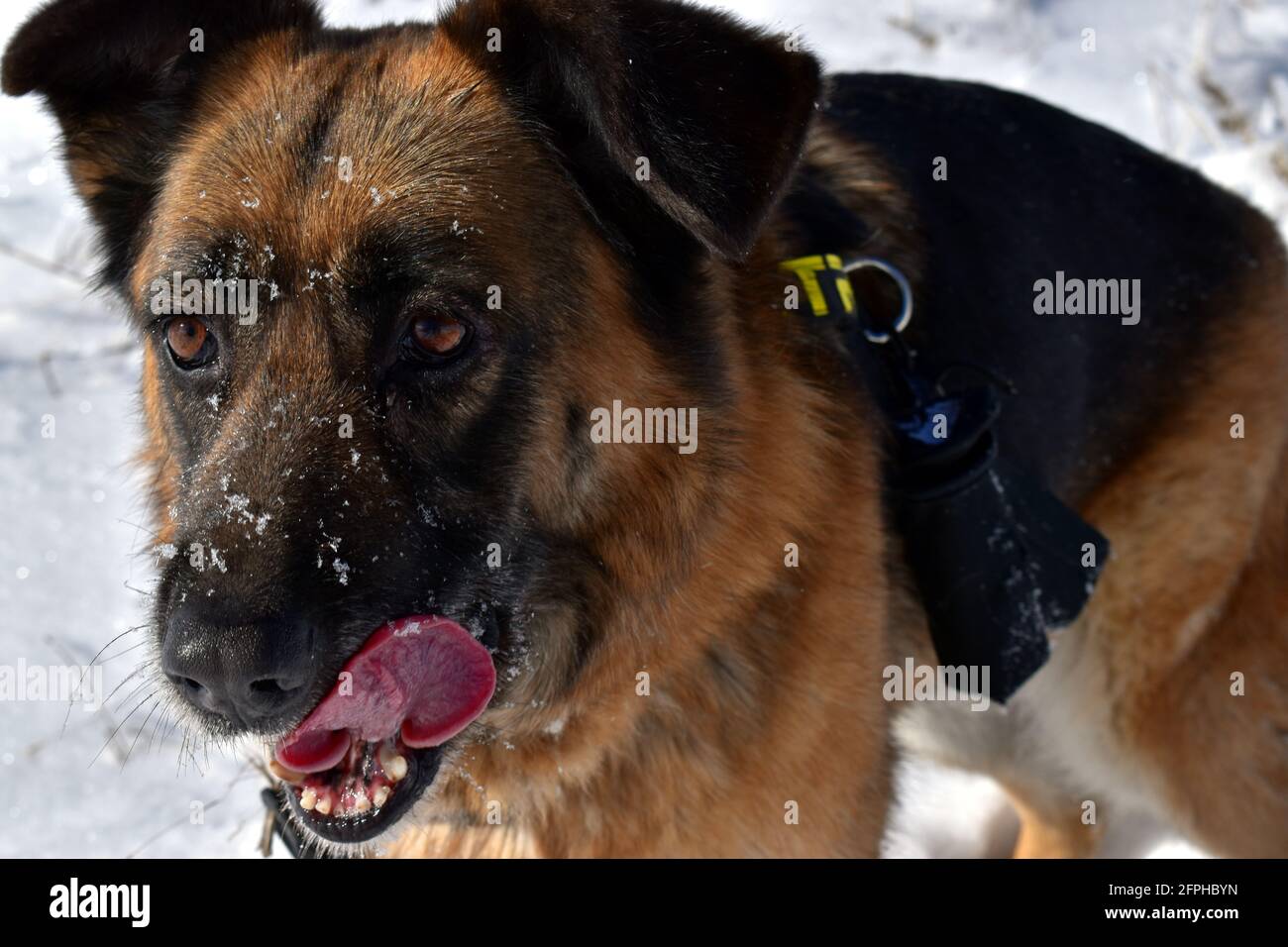 With a german shepard dog hi-res stock photography and images - Alamy