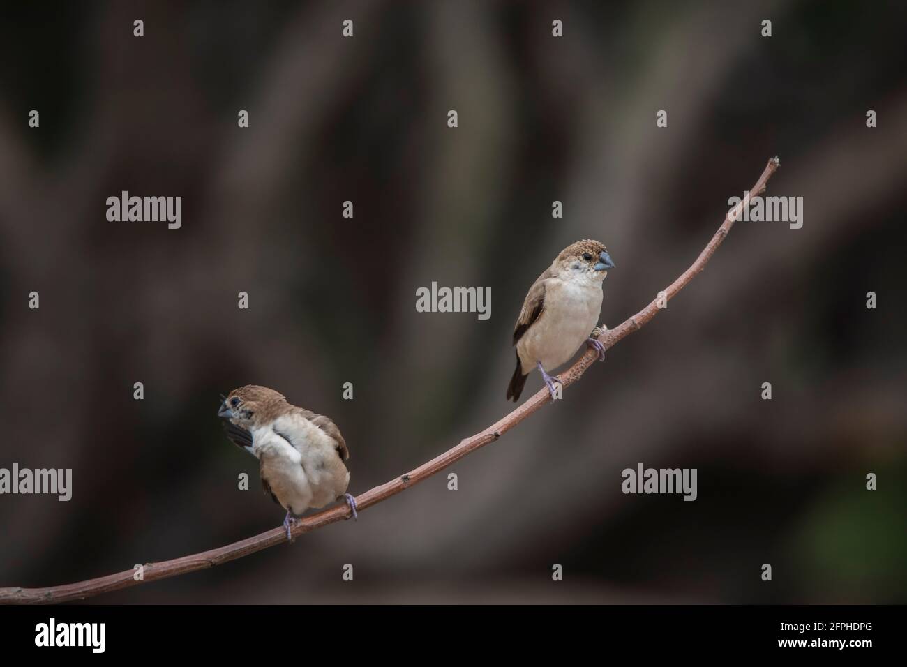 Indian silverbill, Euodice malabarica, Hampi, Karnataka, India Stock ...