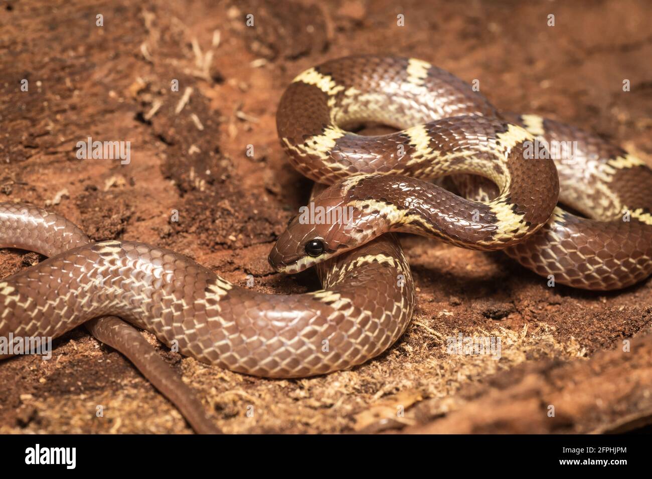 Common Wolf Snake, Lycodon aulicus Stock Photo - Alamy
