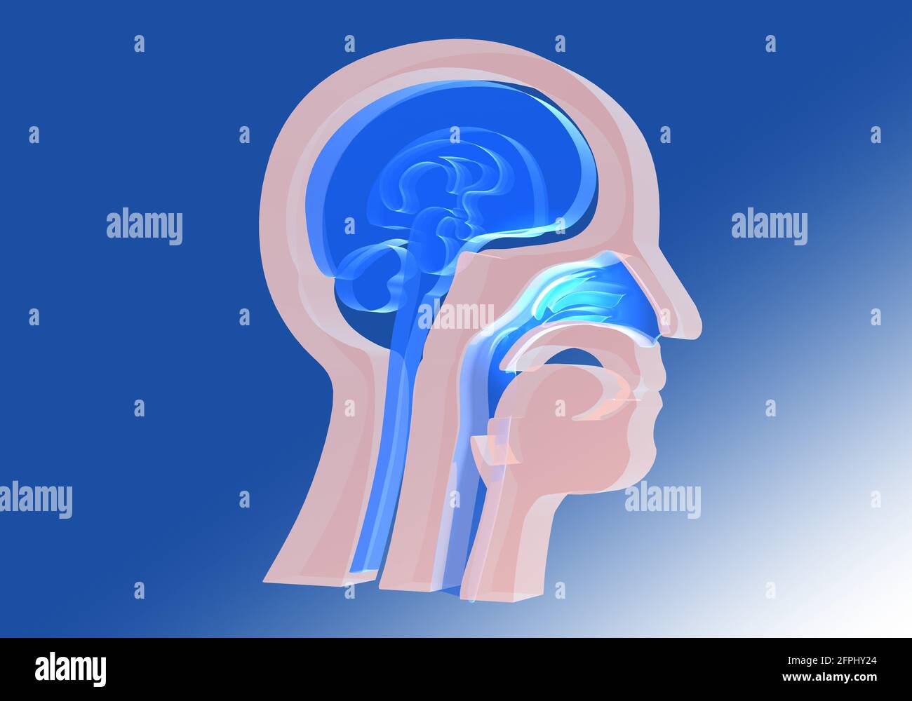 3D illustration of the interior of the human head anatomy. Transparent ...