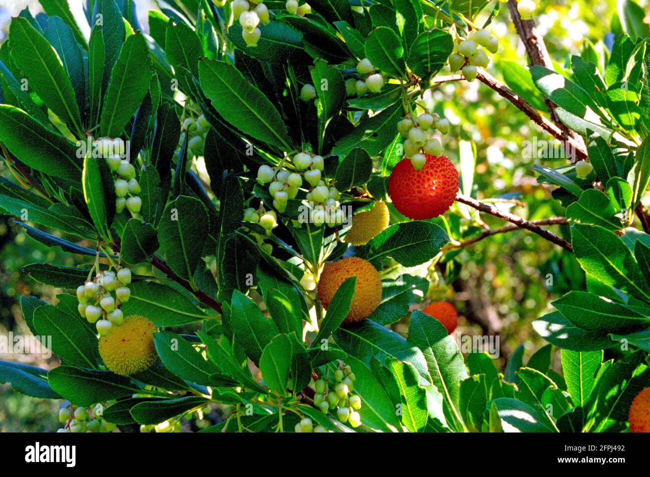 Arbustus flowers and fruits together Stock Photo - Alamy
