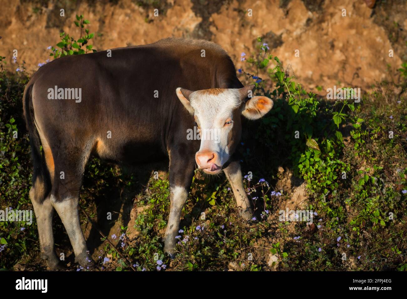 Mithun, Bos frontalis, State Animal of Nagaland, Satakha, Nagaland ...