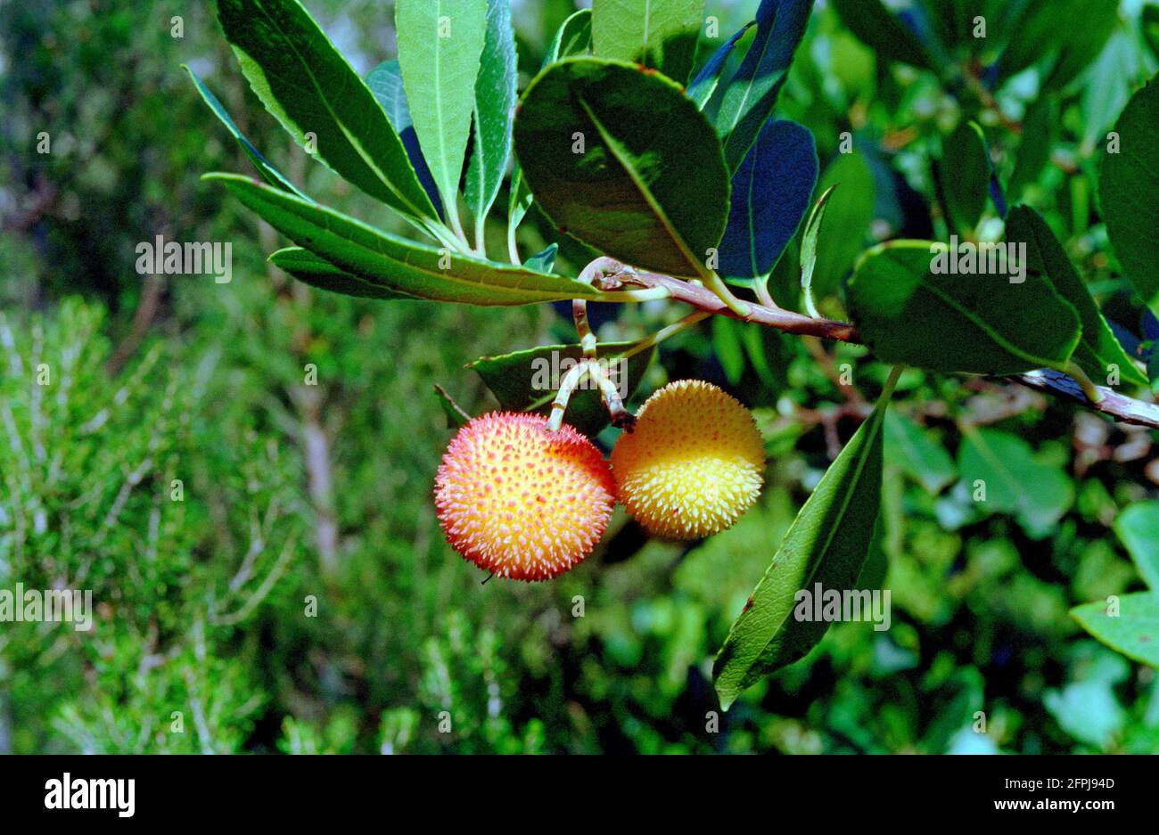 Arbustus fruits hi-res stock photography and images - Alamy