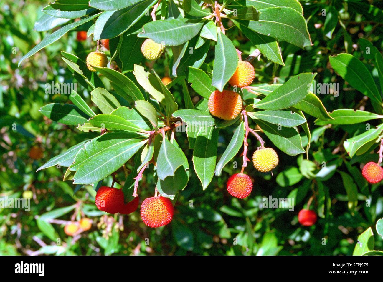 Arbustus tree hi-res stock photography and images - Alamy