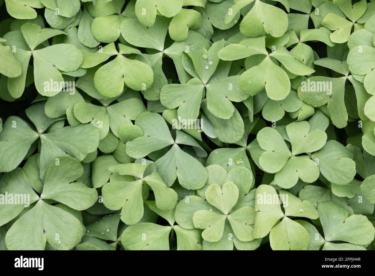 Three-leaf clovers with water drops of different sizes Stock Photo - Alamy
