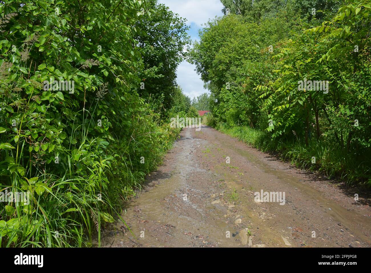 Street in a summer cottage village after a pouring rain Stock Photo - Alamy