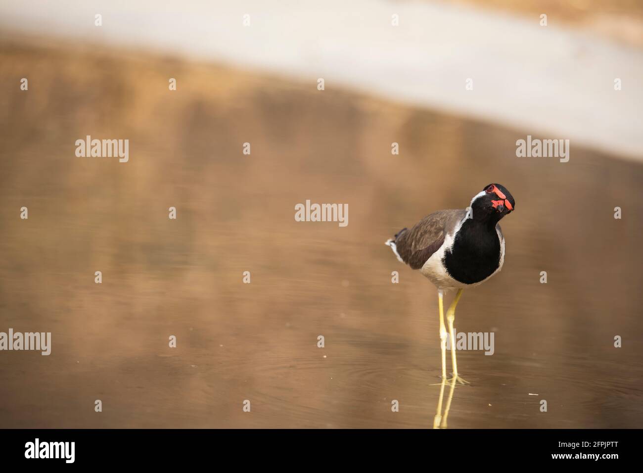 Red-wattled Lapwing, Vanellus indicus, Jhalana, Rajasthan, India Stock ...