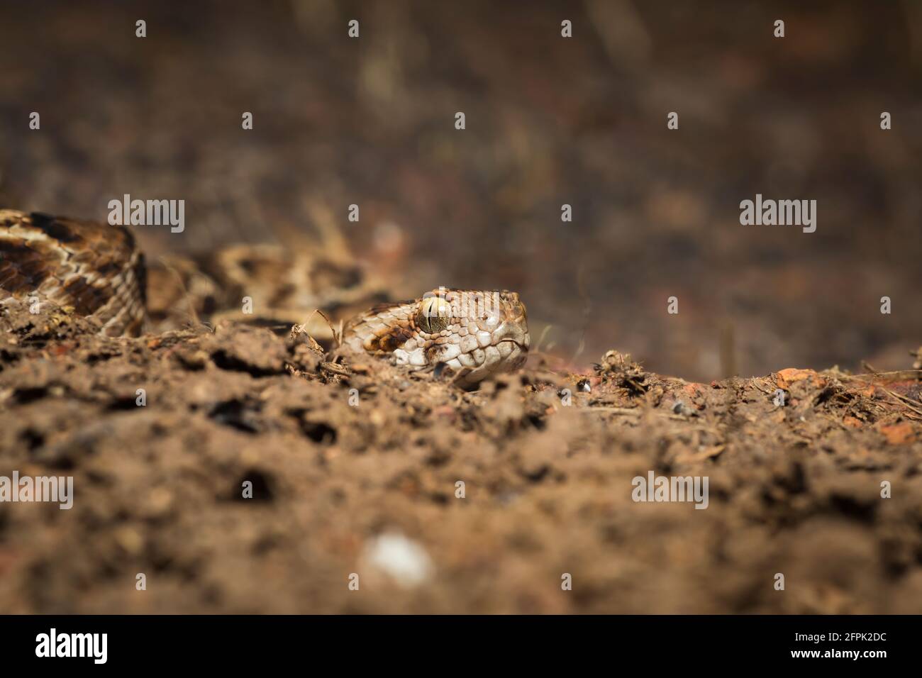 Saw Scaled Viper, Echis carinatus carinatus, Satara, Maharashtra, India ...