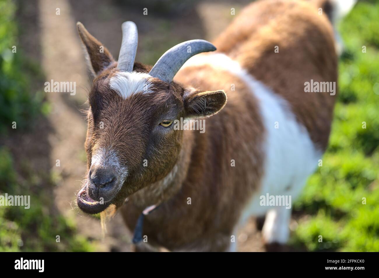 White irish goat hi-res stock photography and images - Alamy