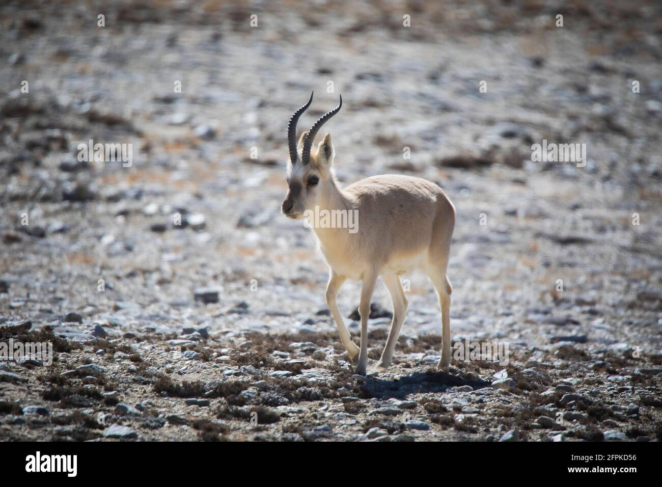 Tibetan Gazelle, Procapra picticaudata, Gurudonmar, Sikkim, India Stock ...