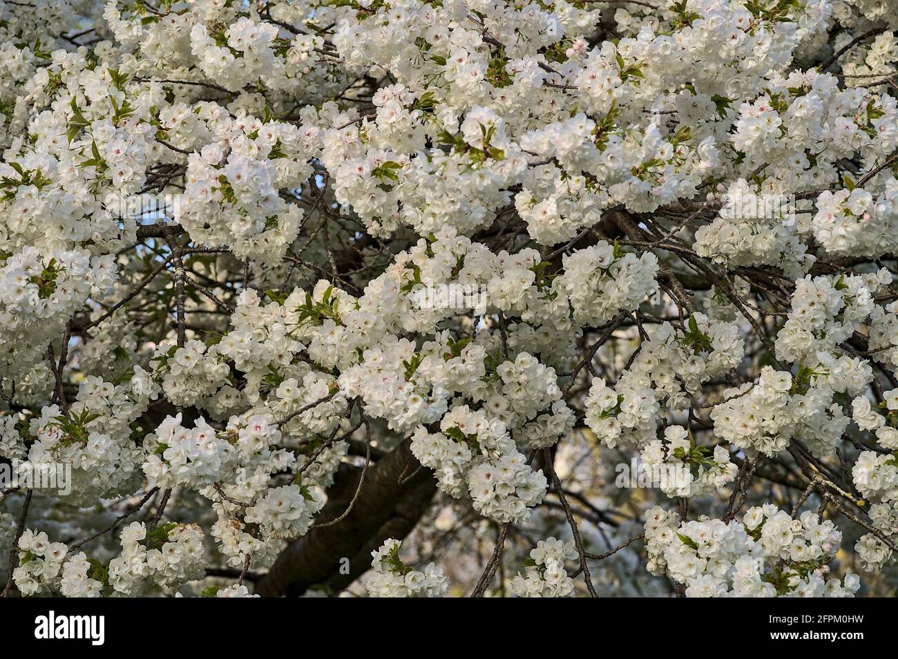 Beautiful closeup view of delicate spring white cherry (Prunus Shogetsu ...
