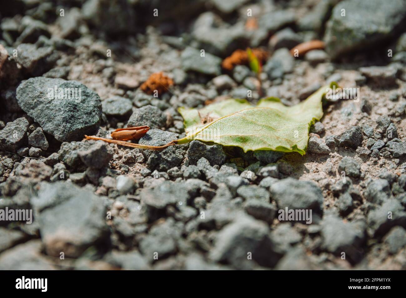 Closeup shot of a fallengreen leaf on a stony ground Stock Photo - Alamy