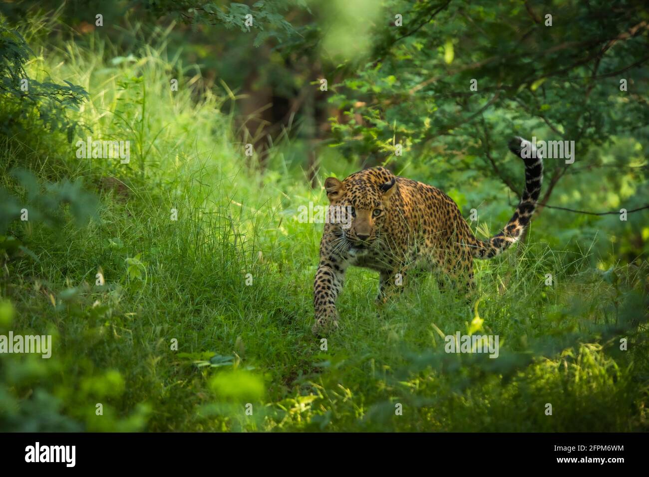 Indian leopard, Panthera pardus fusca, Jhalana, Rajasthan, India Stock ...