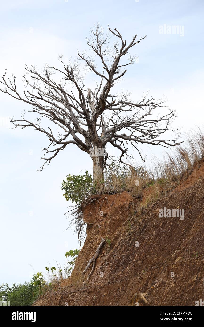 Rotten Branches High Resolution Stock Photography and Images - Alamy