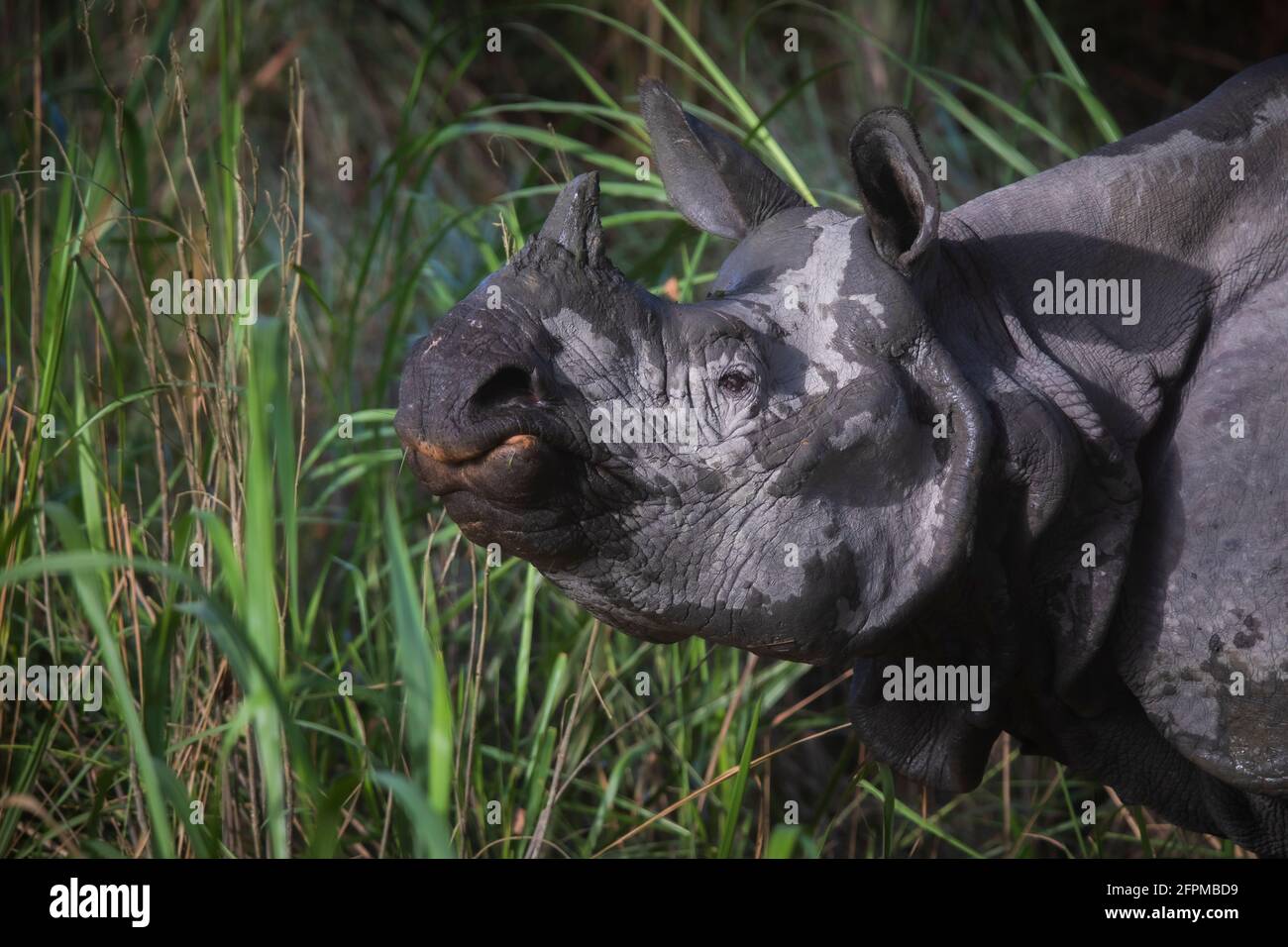 Indian One Horned Rhinoceros near water, Kaziranga Tiger Reserve, Assam ...