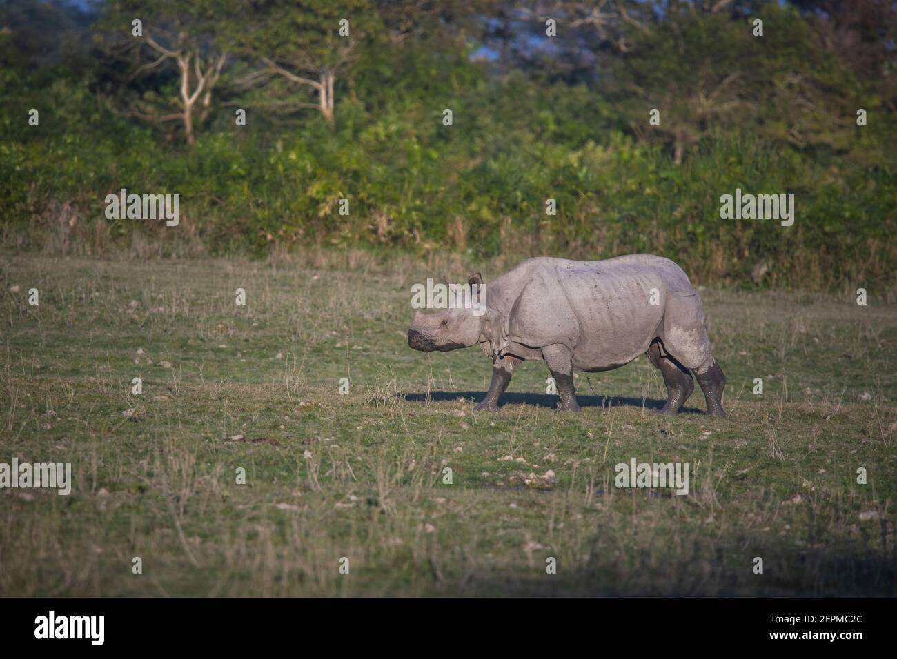 Indian One Horned Rhinoceros near water, Kaziranga Tiger Reserve, Assam ...