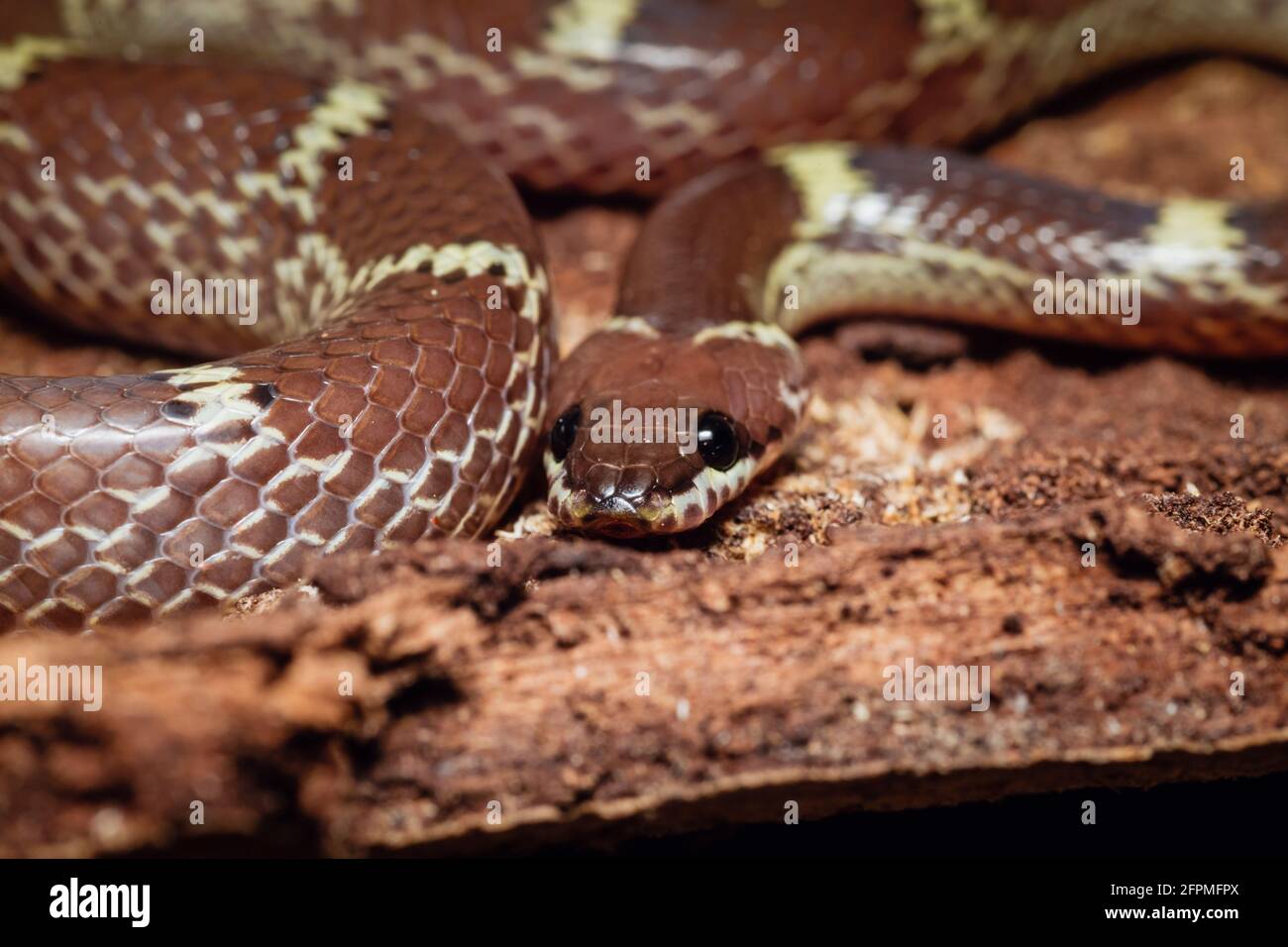 Common Wolf Snake, Lycodon aulicus Stock Photo - Alamy