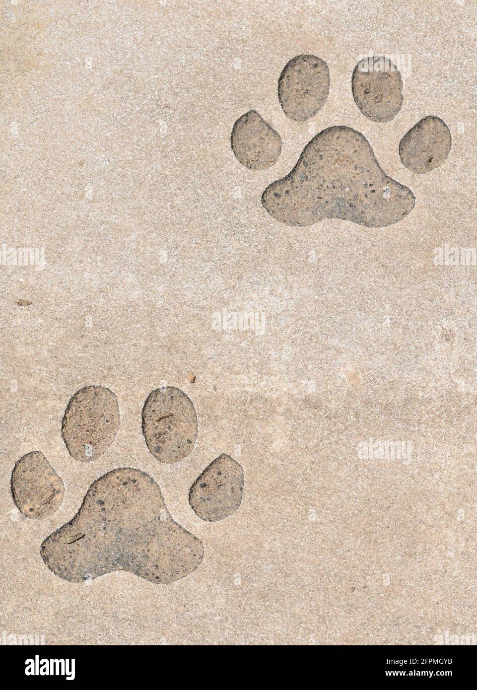 Two paw prints in tan stone concrete Stock Photo - Alamy