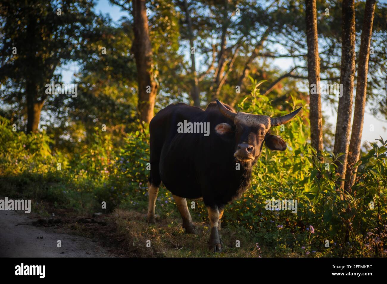 Nagaland state animal hi-res stock photography and images - Alamy
