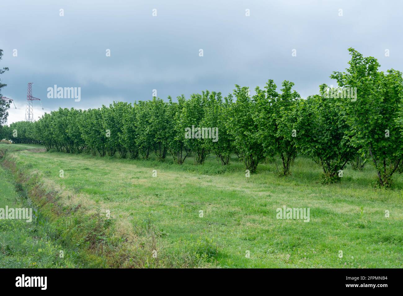 Hazelnut trees plantation hi-res stock photography and images - Alamy