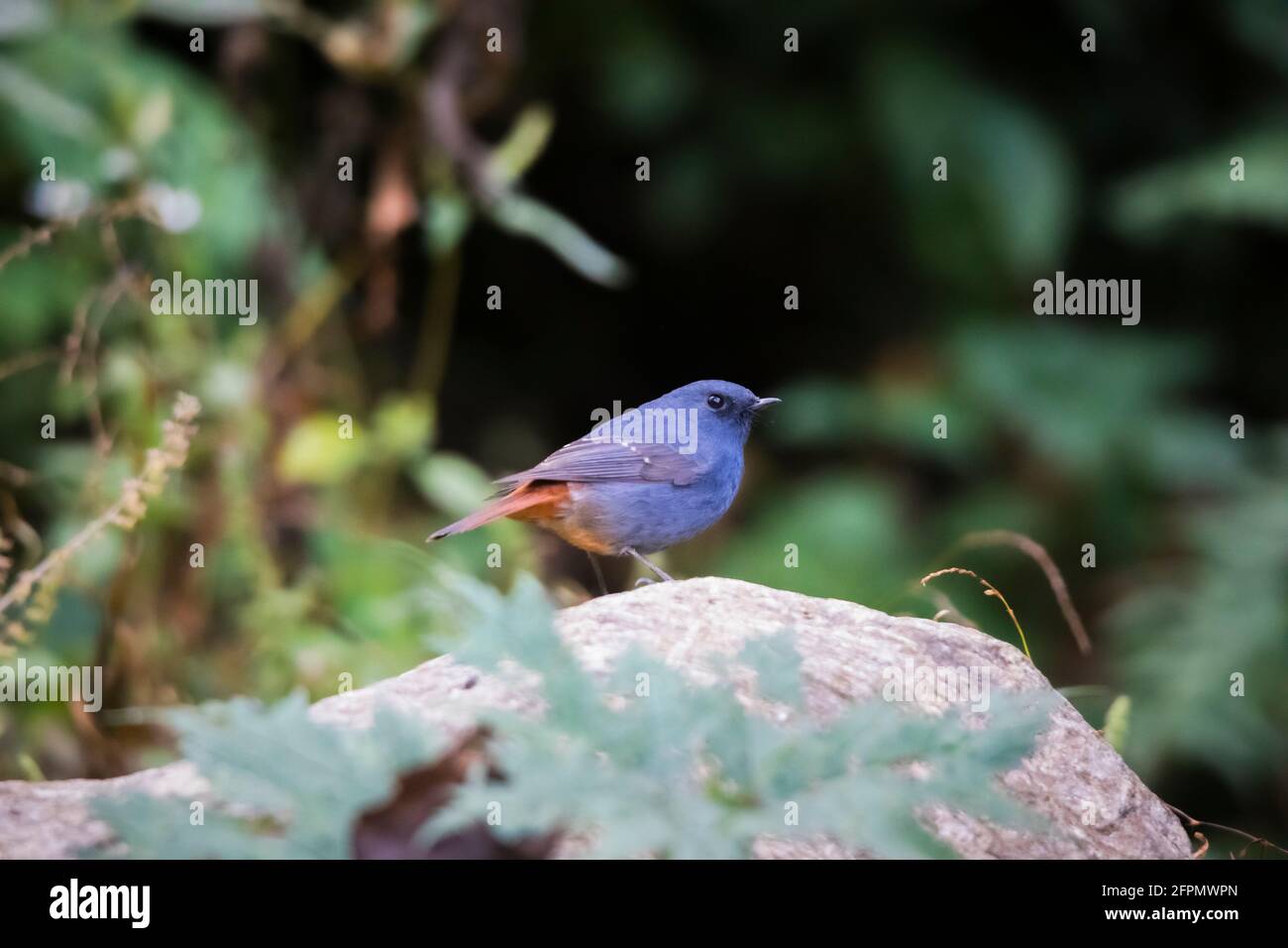 Beautiful male plumbeous redstart hi-res stock photography and images ...