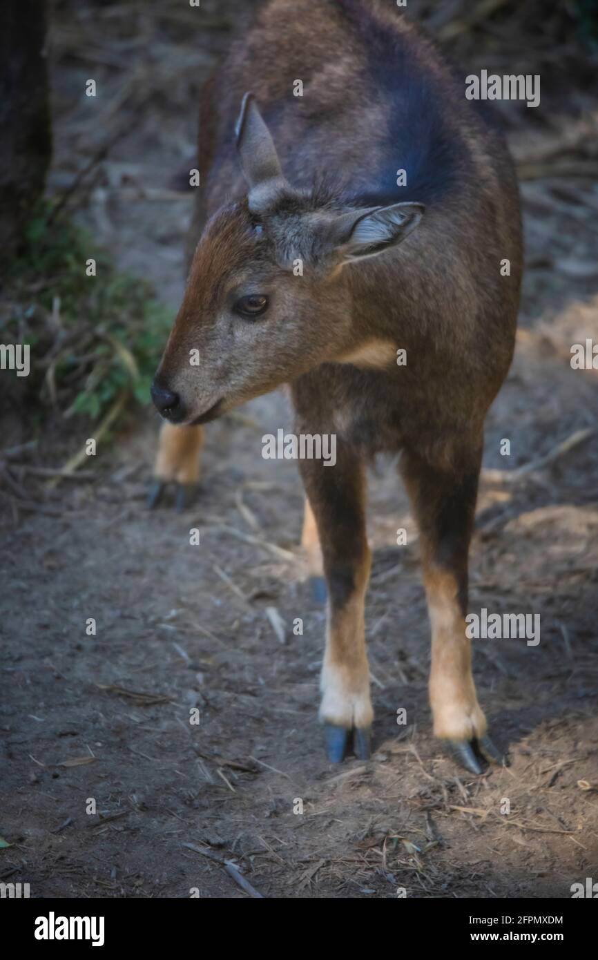 Red Goral, Naemorhedus baileyi, Sikkim, India Stock Photo - Alamy