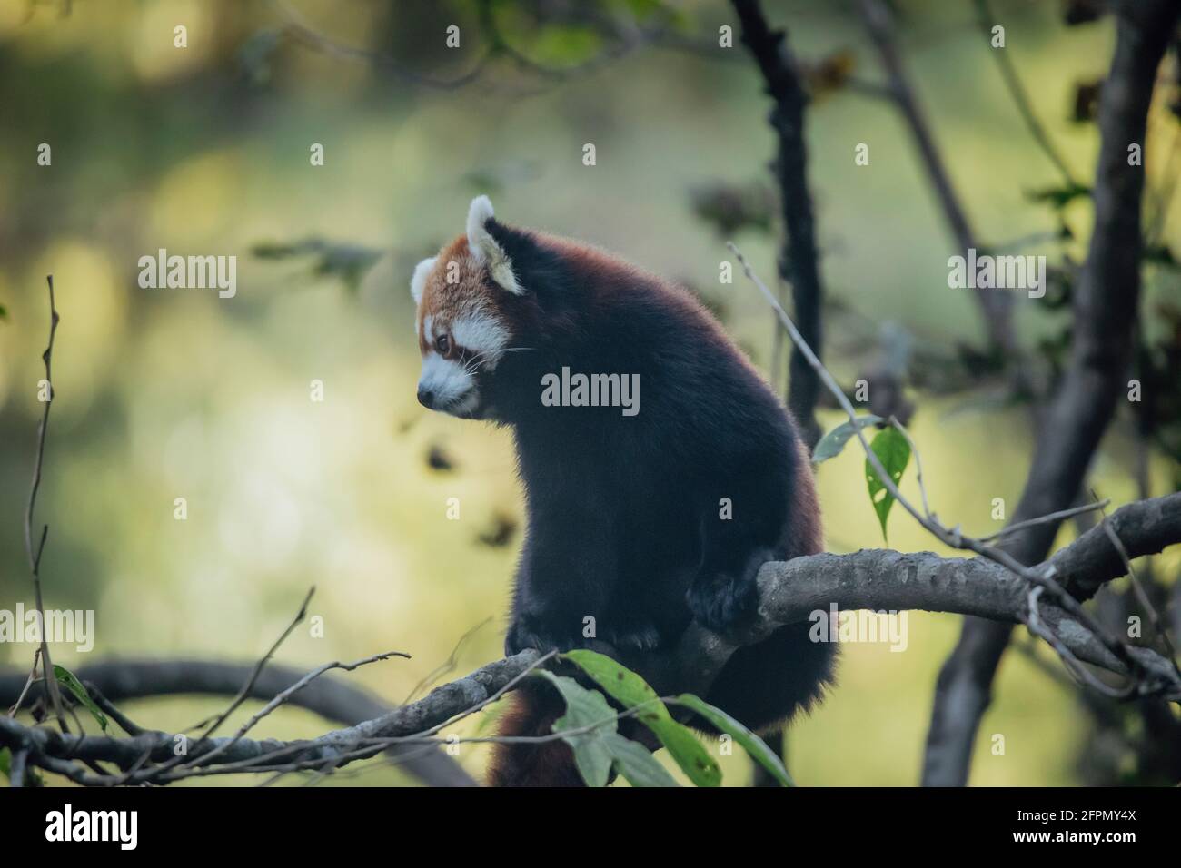 Red panda, Ailurus fulgens, Sikkim, India Stock Photo - Alamy