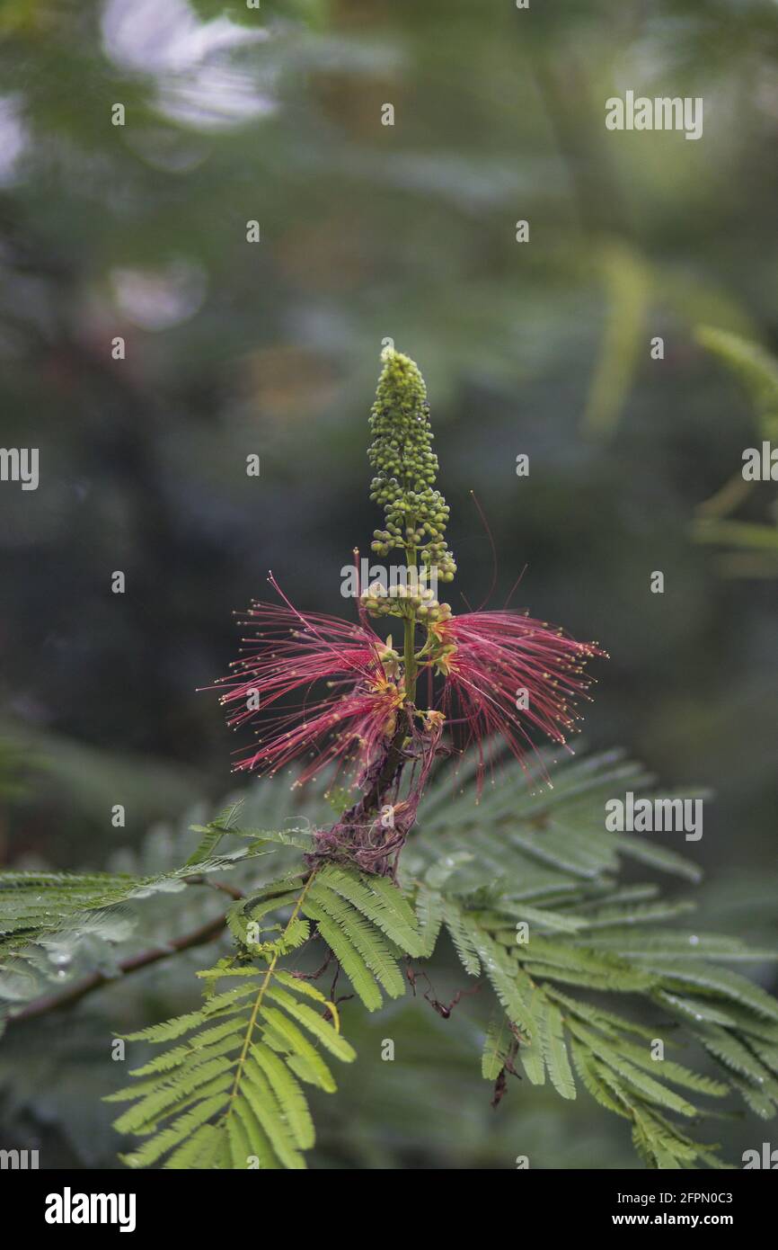 Calliandra Calothyrsus