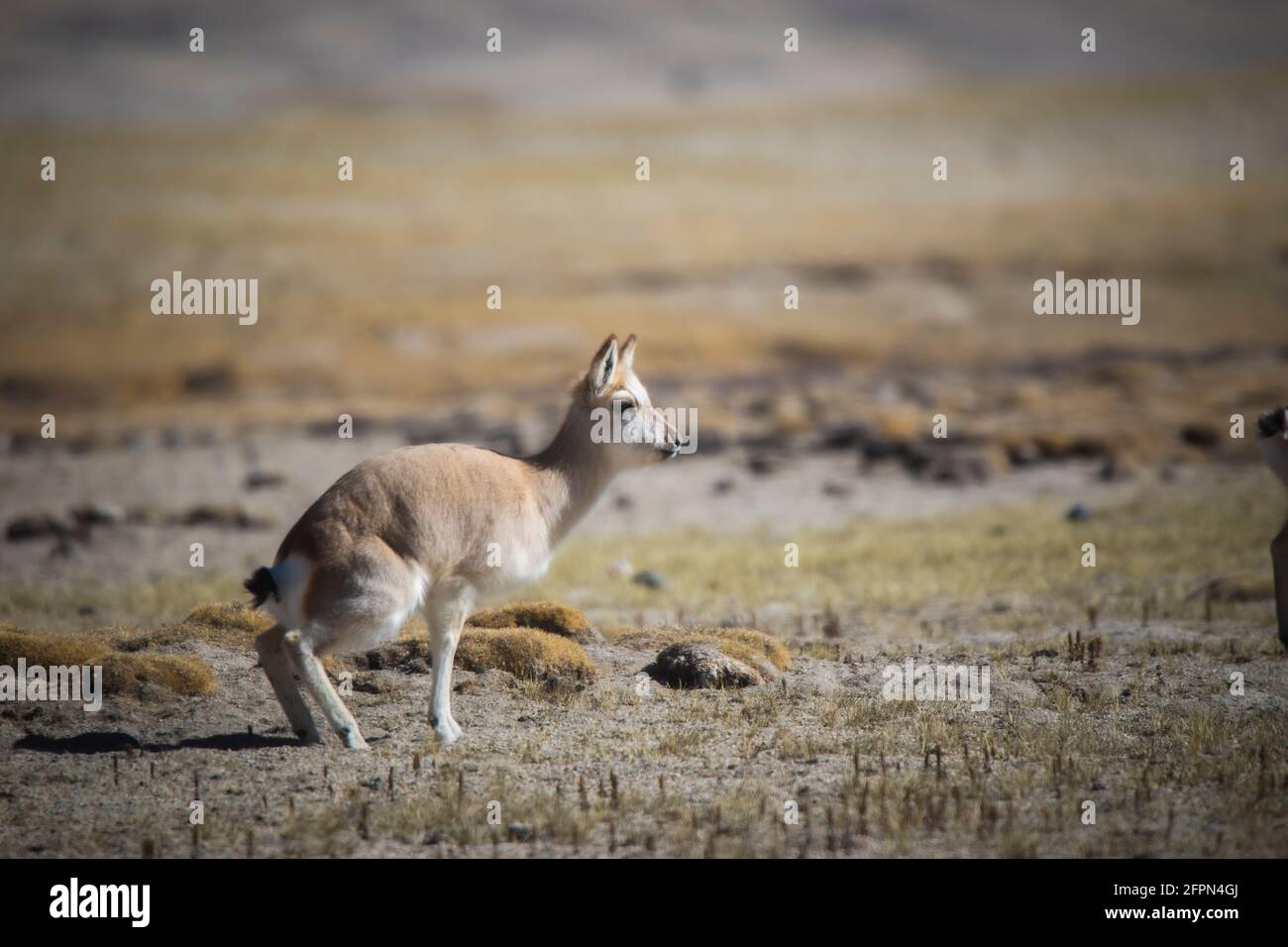 Tibetan Gazelle, Procapra picticaudata, Gurudonmar, Sikkim, India Stock ...