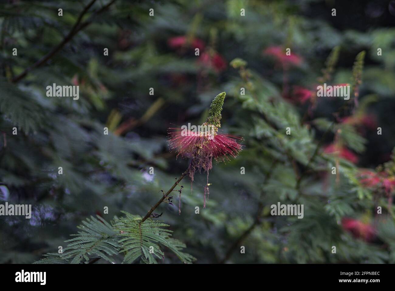 Calliandra calothyrsus with buds and open flowers. Tree pattern ...
